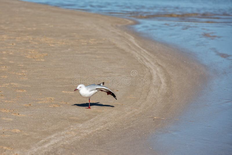Seagull and Shark stock photo. Image of secluded, sharks - 5847184