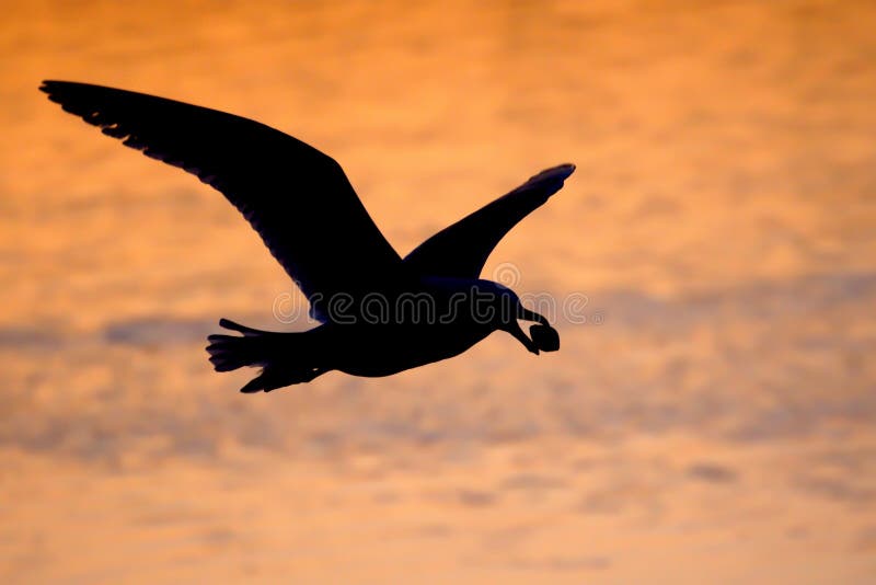 Seagull with Sea Shell in Mouth Stock Photo - Image of capture, animal ...