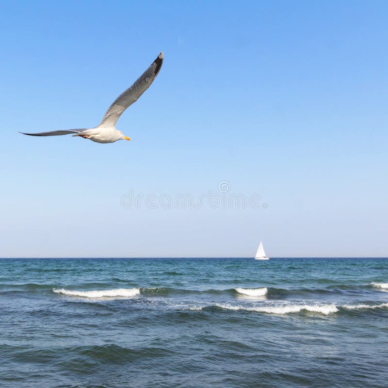 Seagull and a Ship at the Sea Stock Photo - Image of freedom, leisure ...