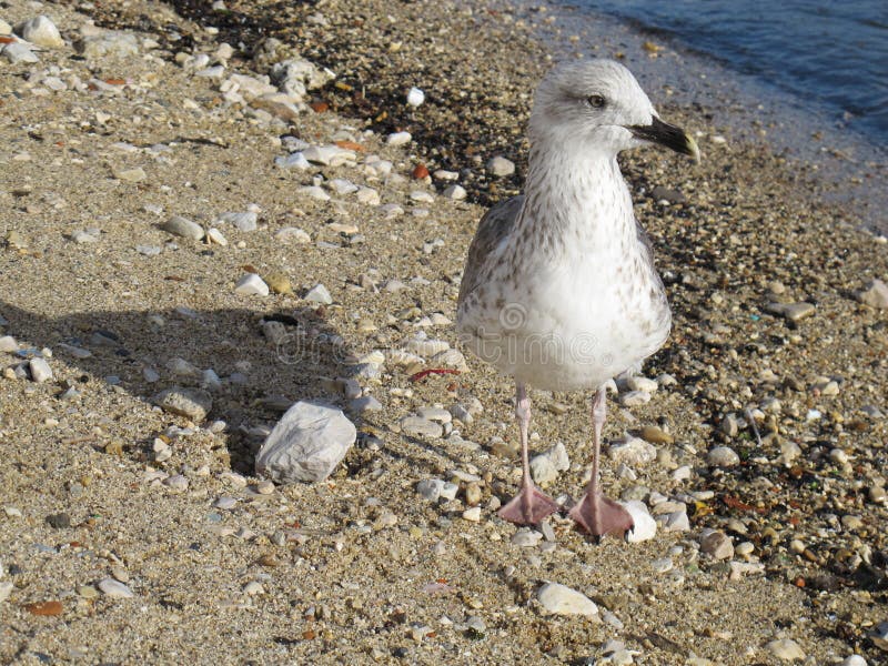 Seagull on the shore stock photo. Image of grey, seabird - 137340598