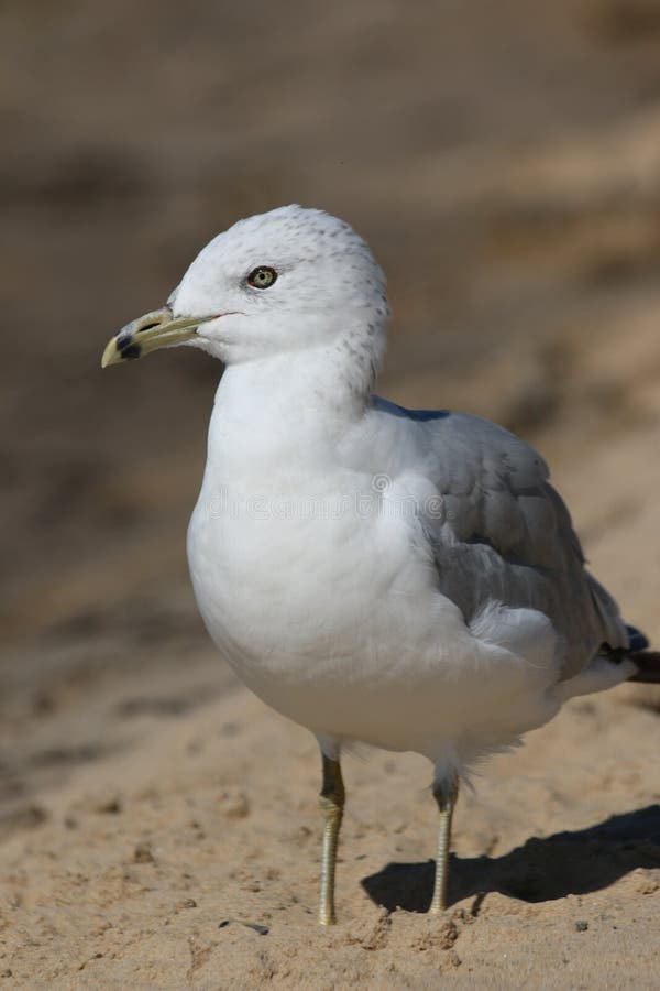 Seagull stock photo. Image of sand, orange, gull, animals - 43931632