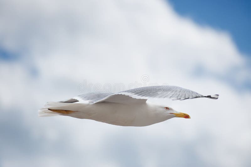 Flying Seagull Profile. Seagull by Side with Open Wings. Stock Photo ...
