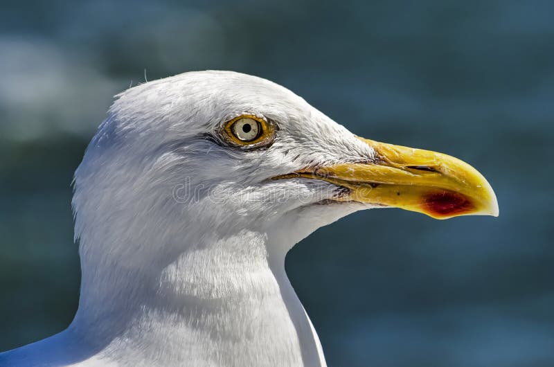 Seagull Side Stock Photos - Download 2,865 Royalty Free Photos