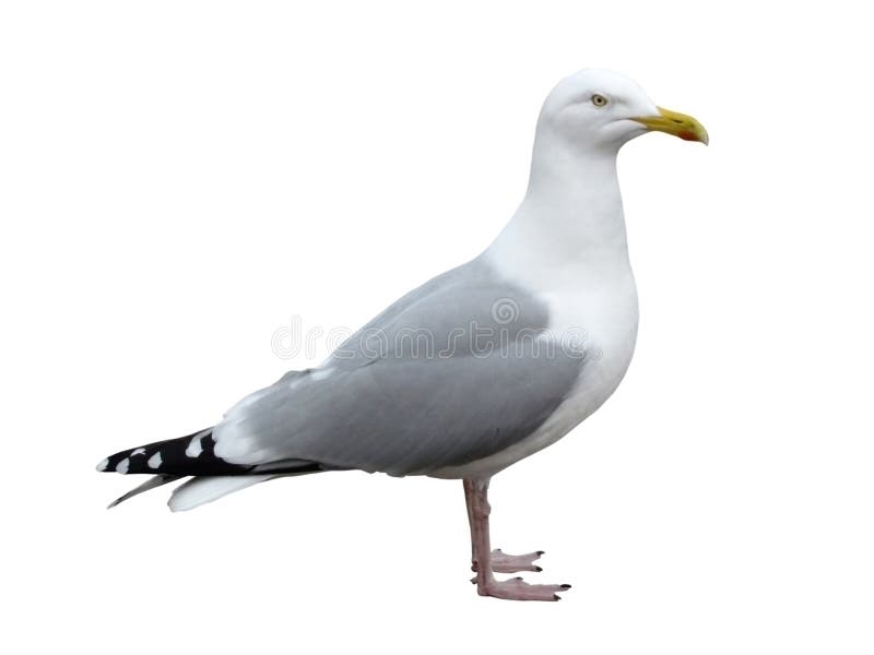 Seagull stock photo. Image of orientation, route, seagull - 3135326