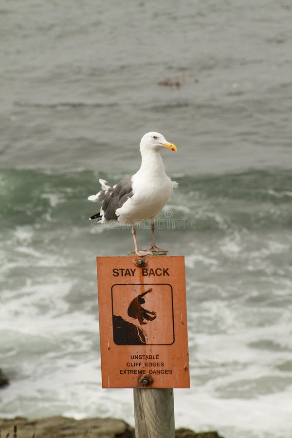 Seagull and Sign stock image. Image of llandudno, perched - 81918257
