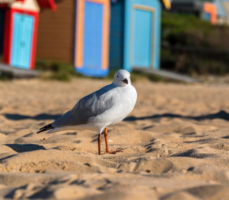 Seagull or Silver Gull on the Beach Stock Photo - Image of cabin ...