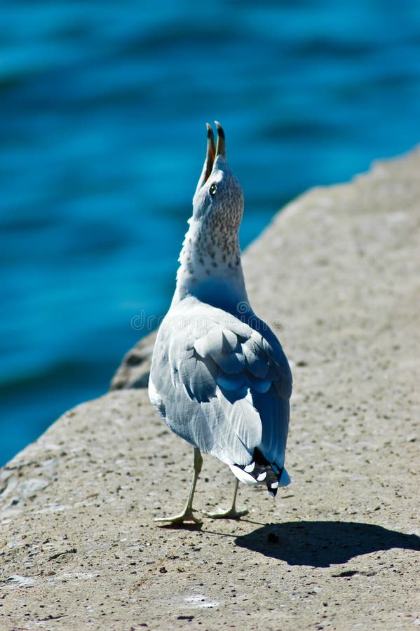 Seagull Singing stock image. Image of singing, seagull - 4437695
