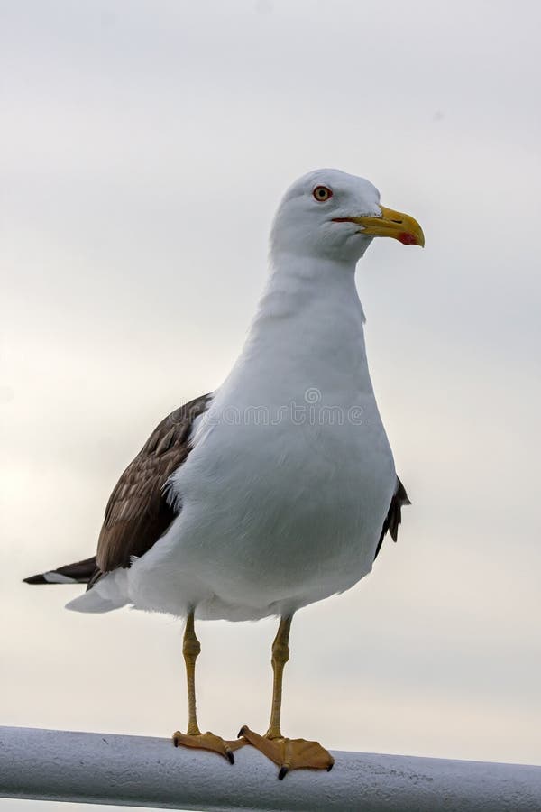 A Seagull Sits on the Ship Railing. Stock Photo - Image of heron ...