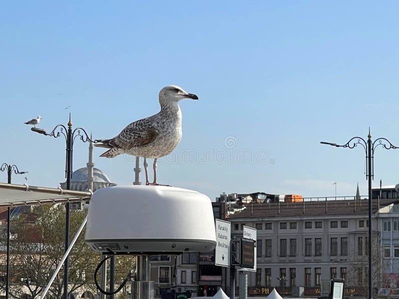 Seagull Sitting on a Boat in the Port of Istanbul Stock Photo - Image ...