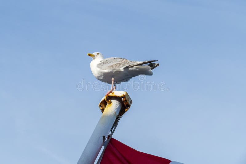 Seagull Sitting on a Flagpole and Looking into the Distance Stock Image ...