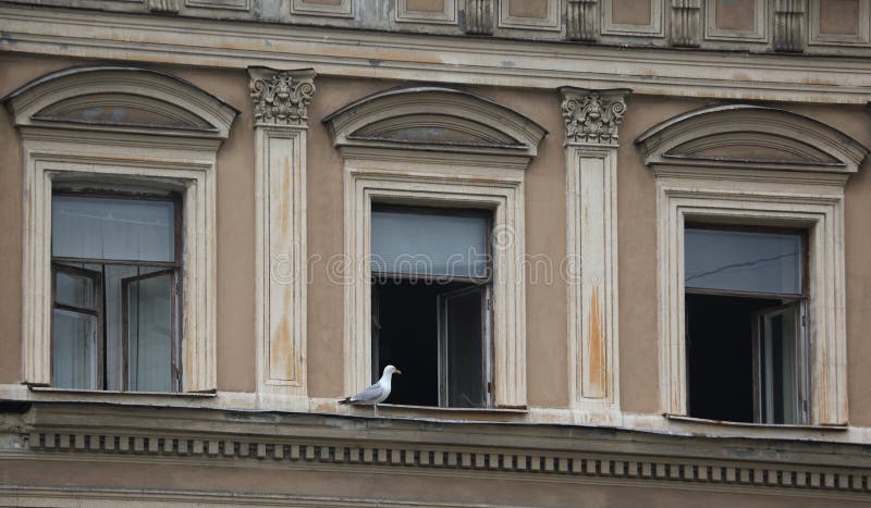 Seagull is Sitting on a Ledge Near One of the Three Open Windows Stock ...