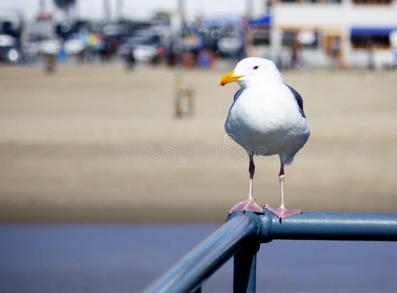 Seagull Sitting on Metal Railing Stock Photo - Image of seagull ...