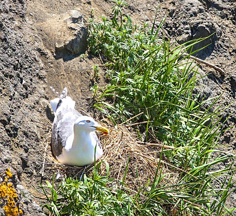 Seagull Eggs in NEst stock photo. Image of channel, nature - 93843884