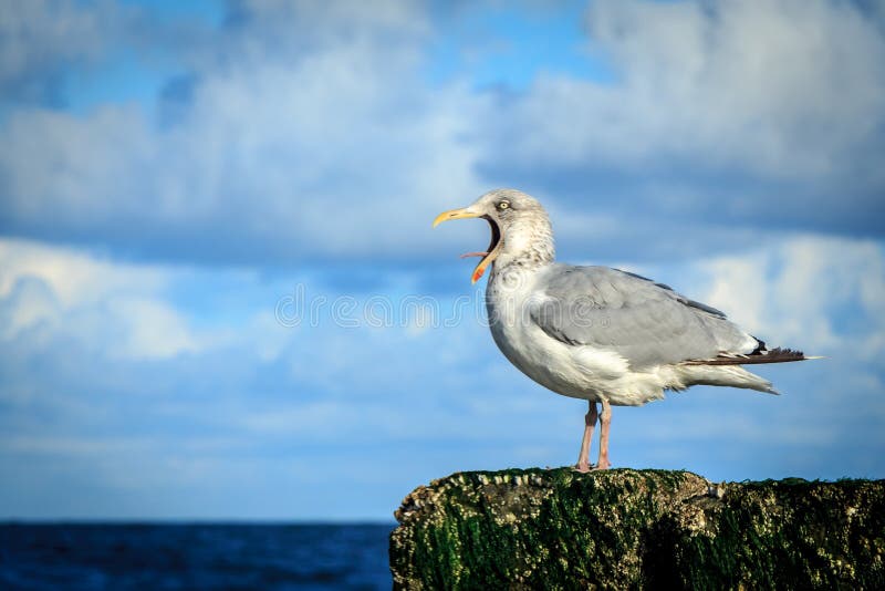 Seagull stock image. Image of lonely, mouth, crying, seabirds - 46602435