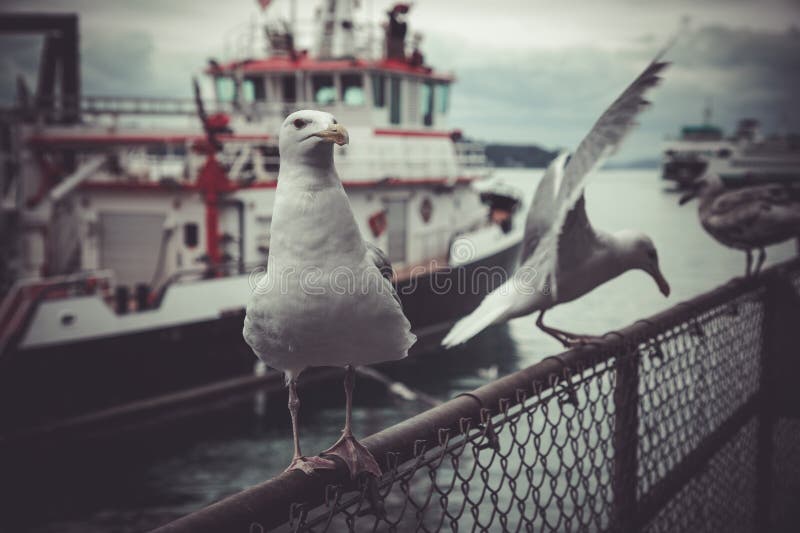 Seagull Sitting on a Reiling in the Harbour of Seattle Stock Image ...