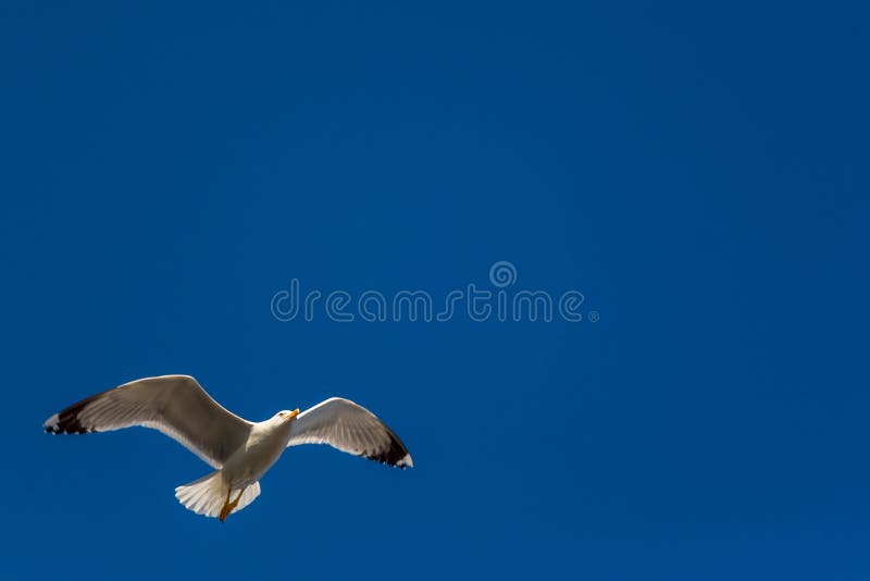 Seagull On Sky, Blue Background Stock Photo - Image of nature, green ...