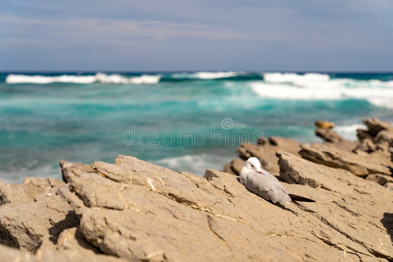 335 Seagull Sleeping Stock Photos - Free & Royalty-Free Stock Photos ...