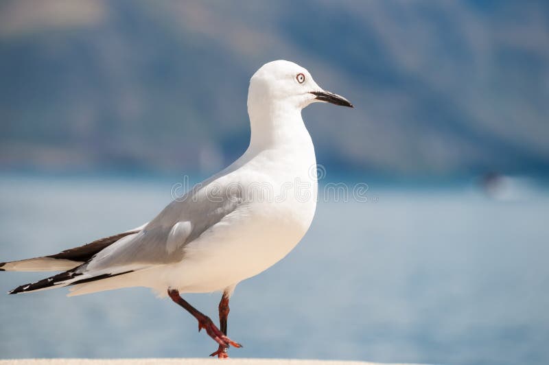 Seagull stock photo. Image of summer, wildlife, small - 50400416