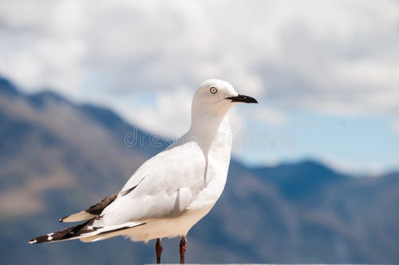 Seagull stock photo. Image of beak, beach, wildlife, summer - 50400648