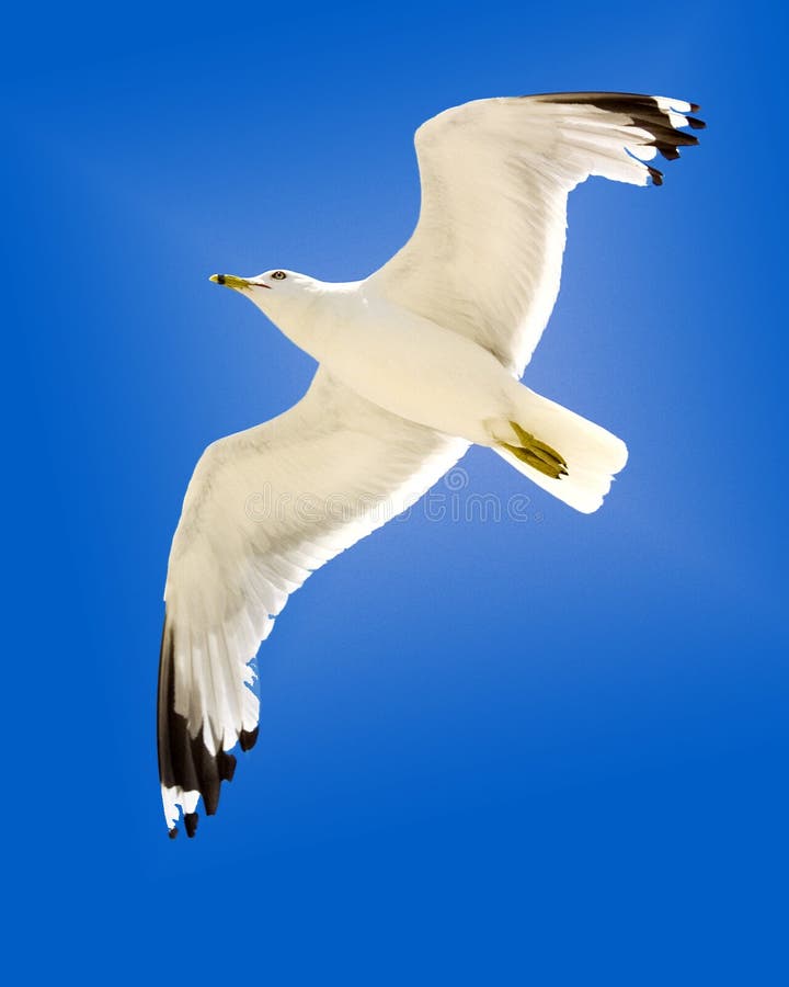 Seagull Soaring stock image. Image of flying, marine, feather - 8419527