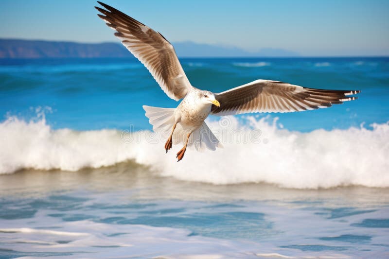 A Seagull Soaring Above the Ocean Waves Stock Photo - Image of ocean ...