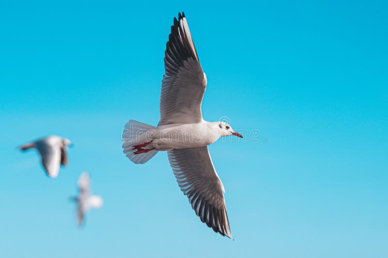 Seagull Soaring in the Blue Sky Stock Photo - Image of blue, beak ...