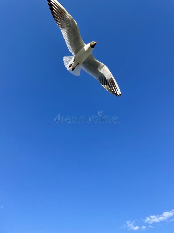 Seagull Soaring in Clear Blue Sky Stock Photo - Image of cloudless ...