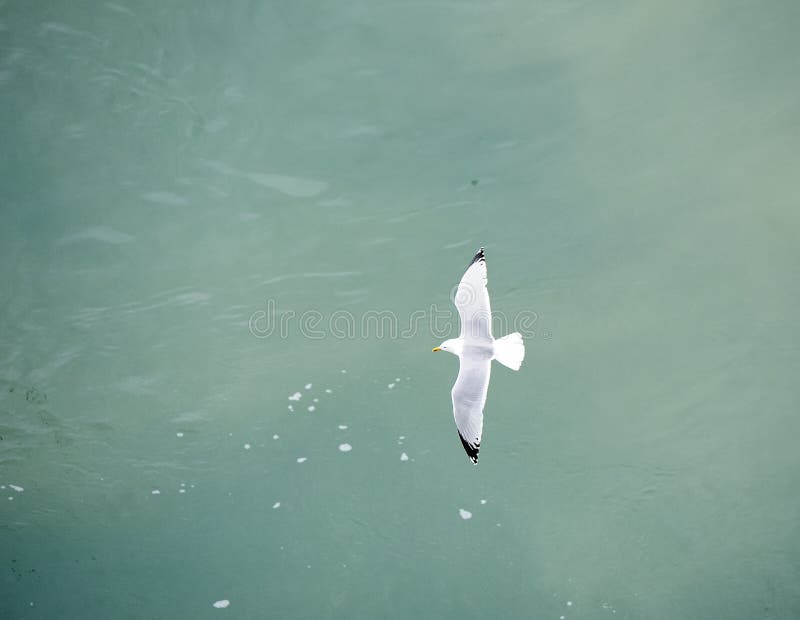 Seagull Soaring high stock photo. Image of flying, ocean - 74095338
