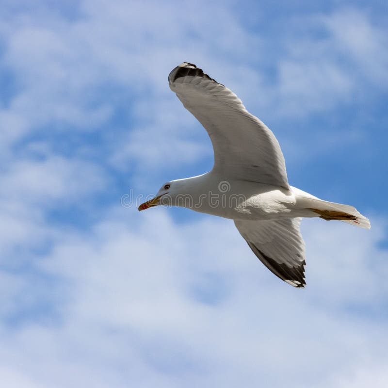 Seagull Soaring in the Sky Against a Blue Background. Stock Image ...