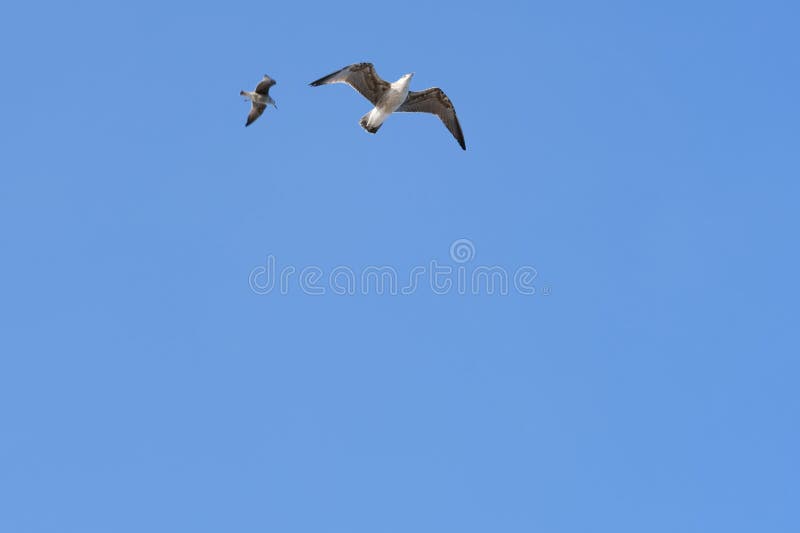 A Seagull Soars through the Endless Sky Stock Image - Image of ...