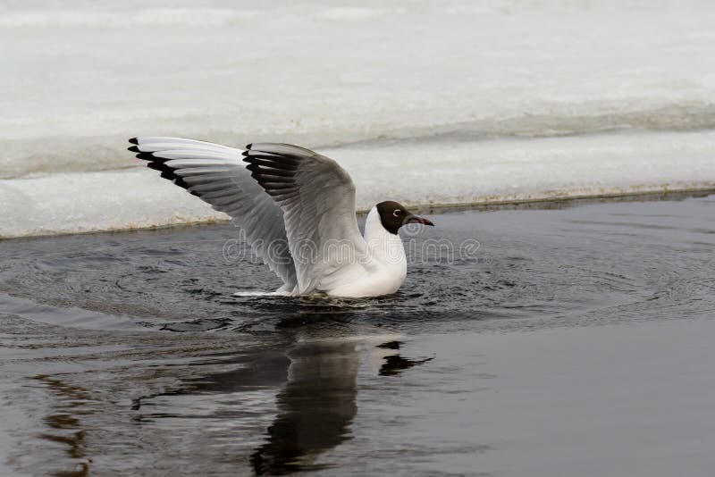 Seagull with Spread Wings when Splashing Down. Stock Photo - Image of ...