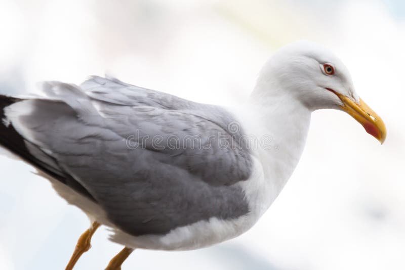 Seagull standing stock image. Image of horizontal, color - 51330311