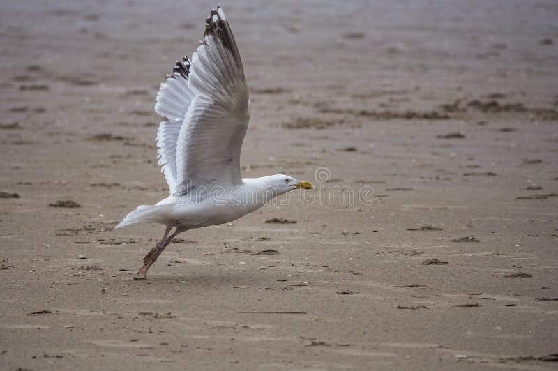 Seagull Standing on the Beach with Shells All Around it Stock Image ...