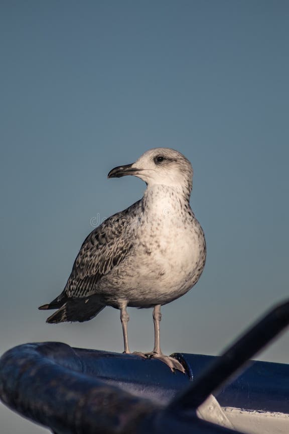 Seagull Standing on the Bow of a Ship Stock Image - Image of flight ...