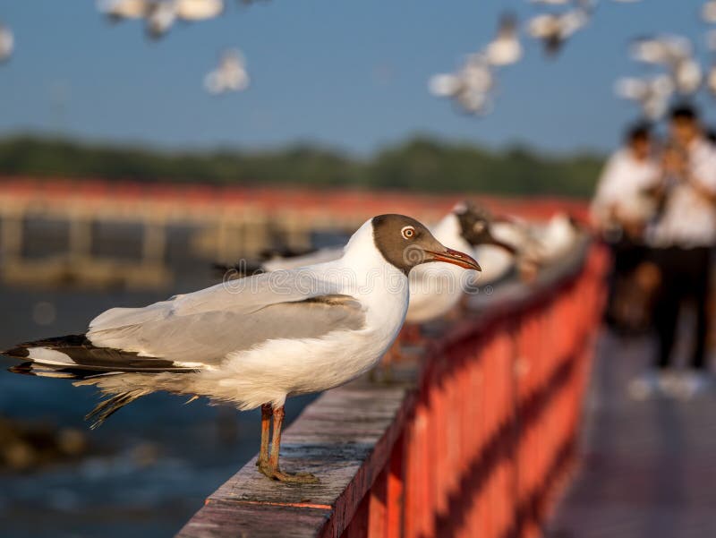 Seagull Standing on Bridge Railing Stock Photo - Image of seagull ...