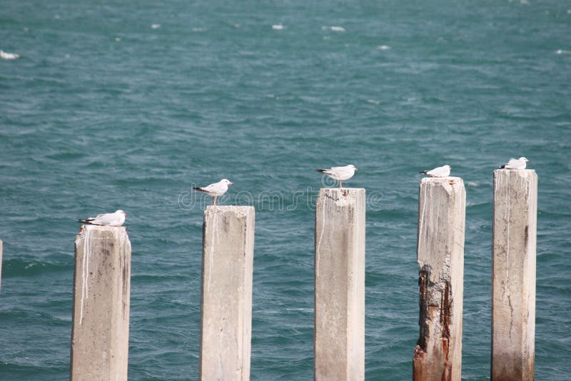 Seagull Standing on a Cement Block in the Sea Stock Photo - Image of ...