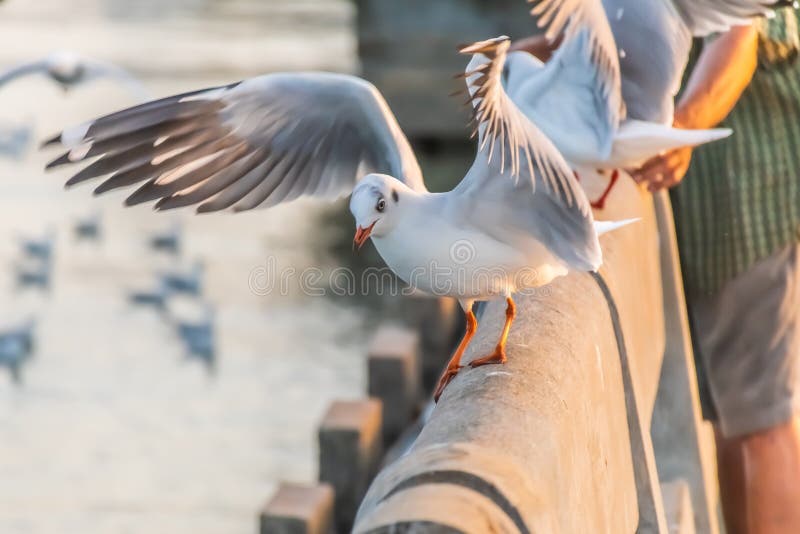 The Seagull is Standing on the Edge of the Bridge Stock Photo - Image ...