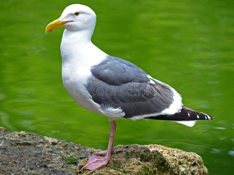 Seagull Standing in Front of Green Background Stock Photo - Image of ...