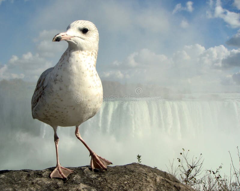 Seagull Front Niagara Falls Stock Photos - Free & Royalty-Free Stock ...