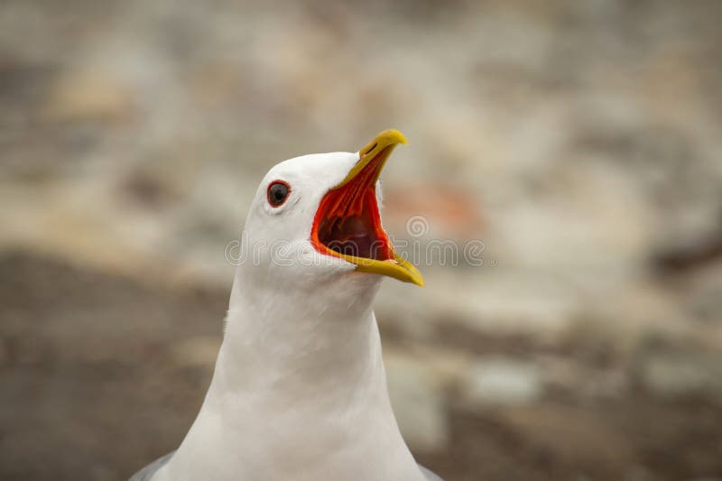 Seagull Standing with a Funny Face Looking Stock Image - Image of beak ...