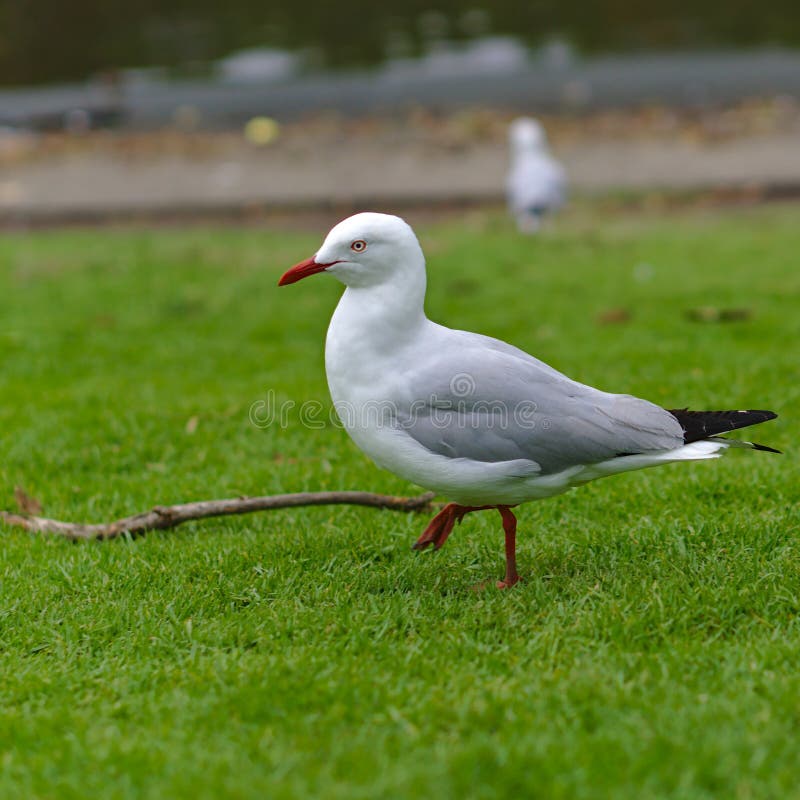 Seagull Standing on Green Grass Stock Image - Image of white, single ...