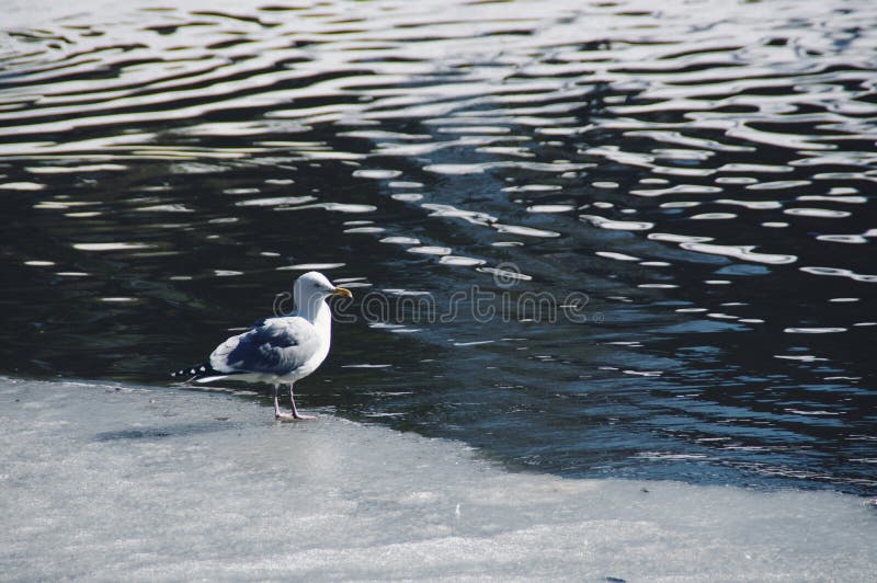 Seagull standing on ice stock photo. Image of seagull - 114872684