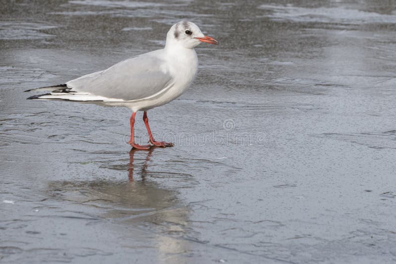 Seagull on ice stock photo. Image of frozen, bird, gull - 138915308