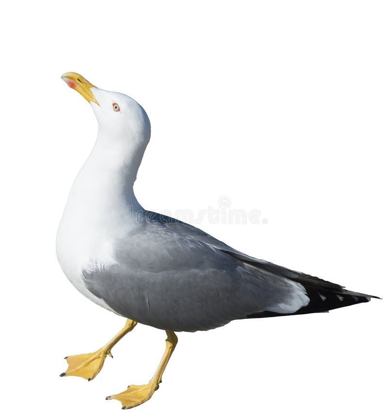 Seagull Standing on the Rock Stock Image - Image of standing, bird ...