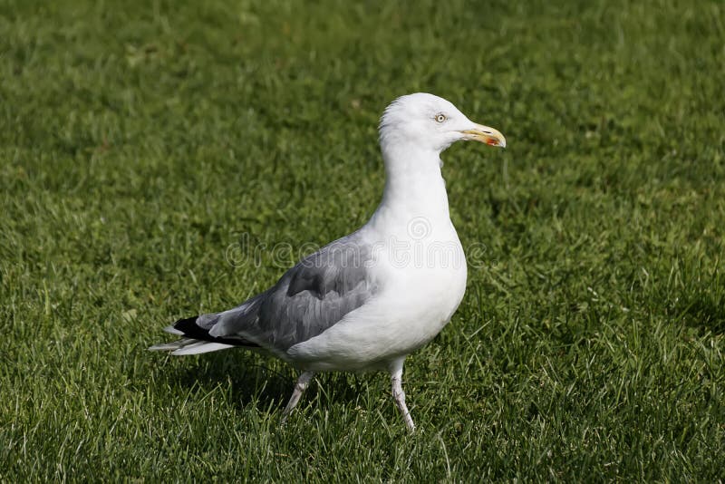 Seagull is Standing on the Lawn of Green Grass Stock Image - Image of ...
