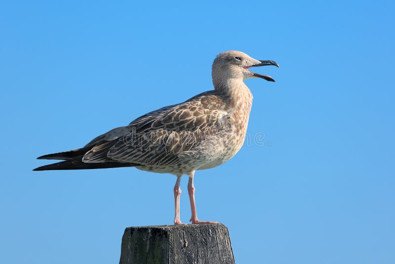 Seagull Standing on a Log, Venice - Italy Stock Photo - Image of beak ...