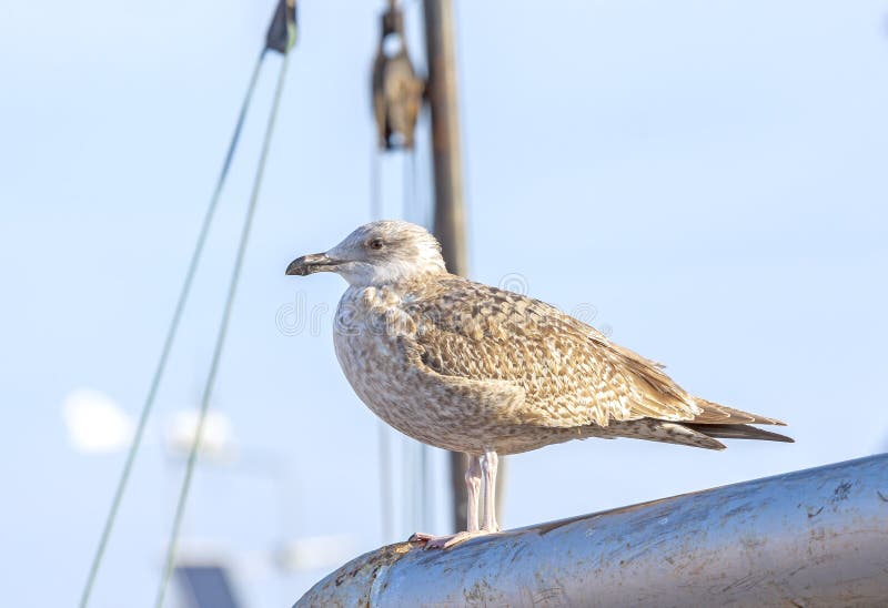 Seagull Standing on a Mast in the Harbor Stock Image - Image of ...