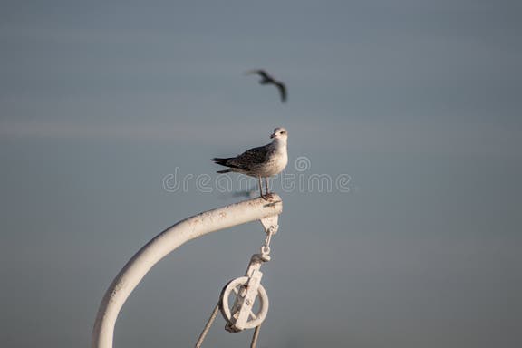 Seagull Standing on the Bow of a Ship Stock Photo - Image of pier, beak ...