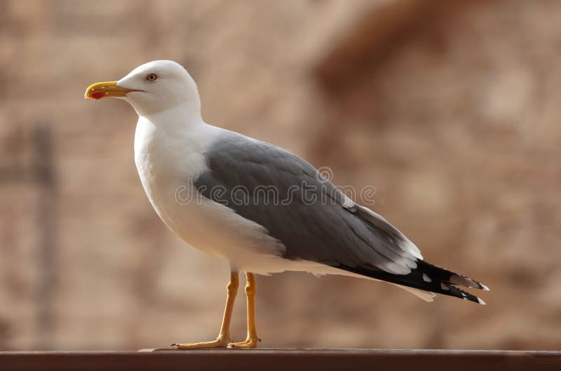 Seagull standing stock photo. Image of closeup, marine - 68297172