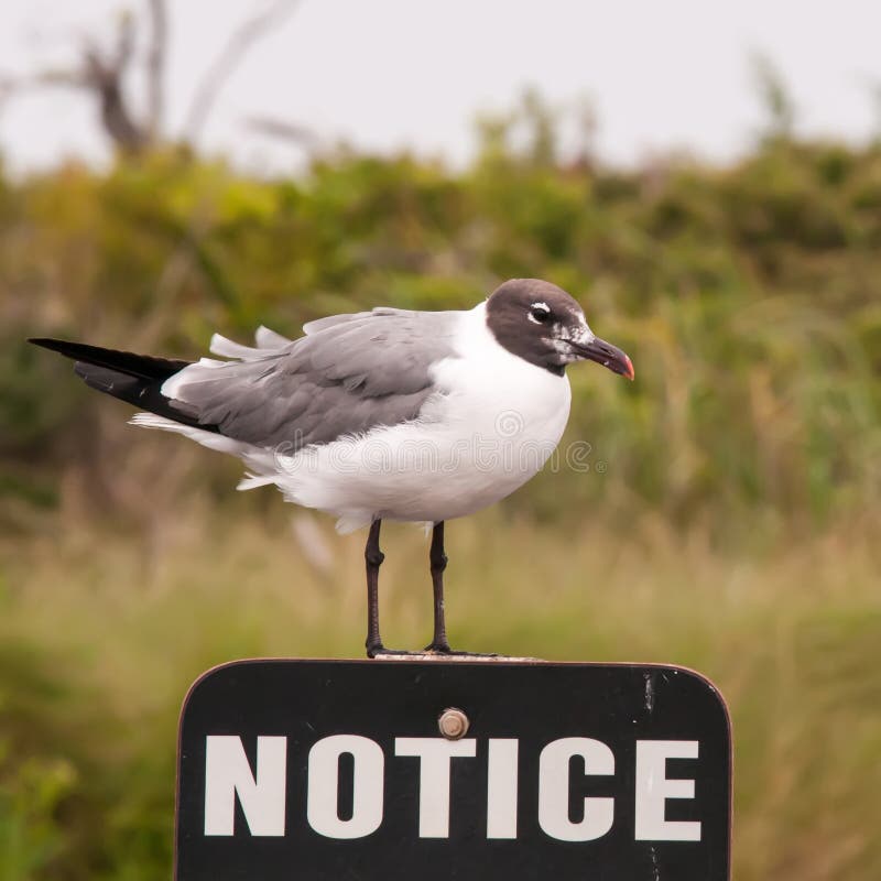 Seagull Standing Notice Sign Stock Photos - Free & Royalty-Free Stock ...